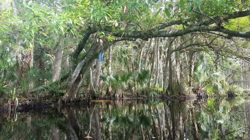 Jupiter Outdoor Center | Jupiter, Florida Kayaking Tours & Rentals