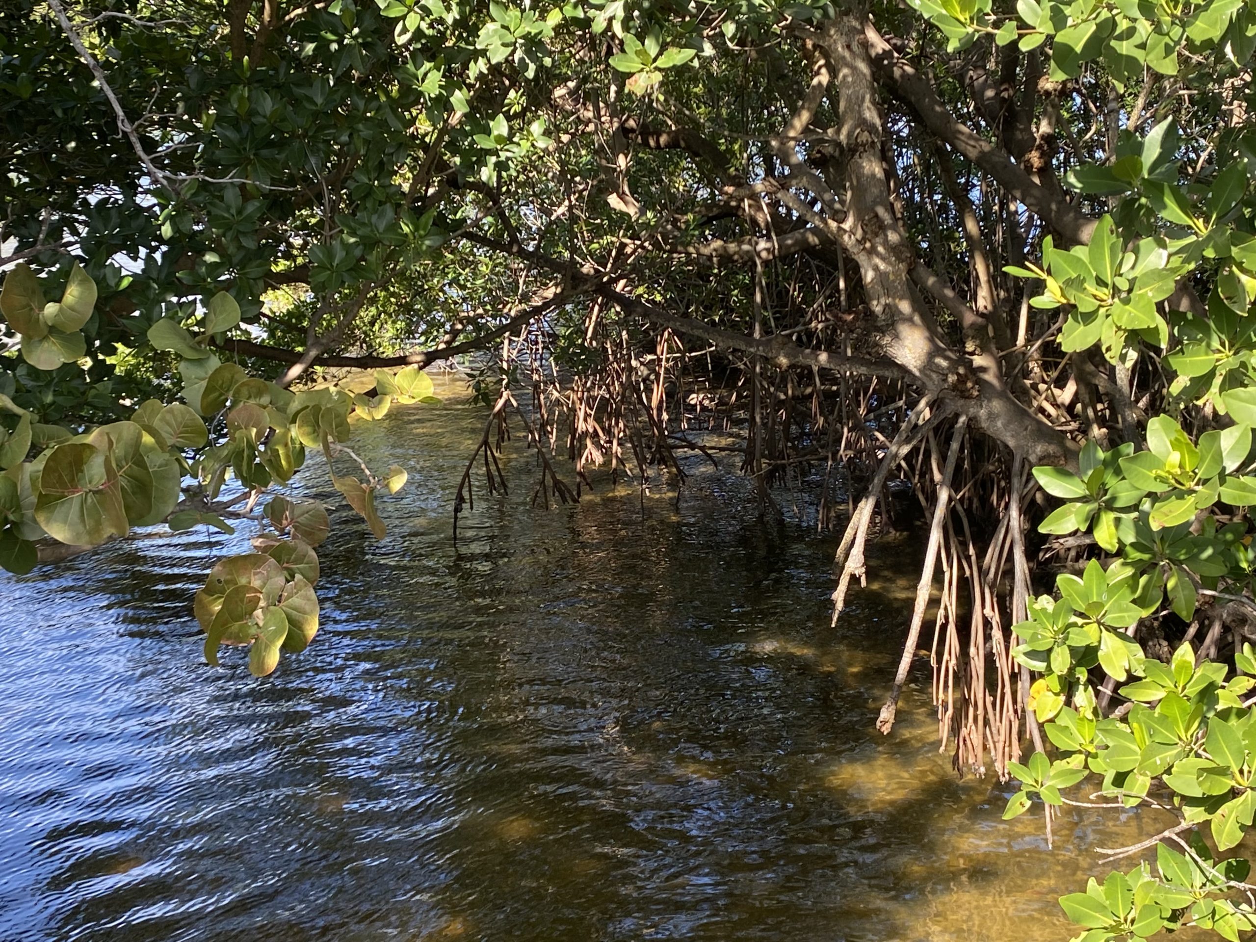 MANGROVE TOURS AT RIVERBEND PARK ON LOXAHATCHEE RIVER IN JUPITER